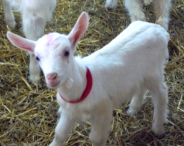 La chèvre du sacrifice | Et maintenant une histoire
